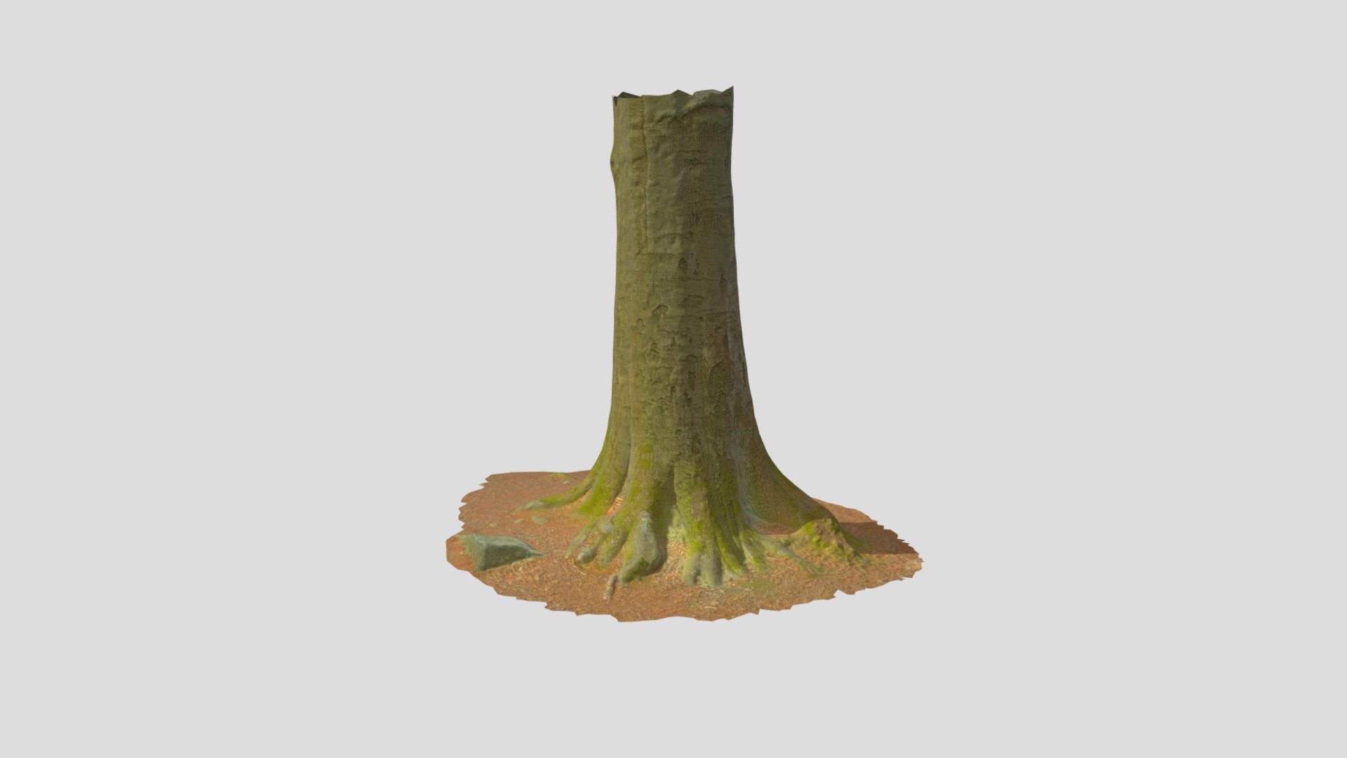 Beech Tree Trunk Roots Processed Scans Forest - Download Free 3D model ...