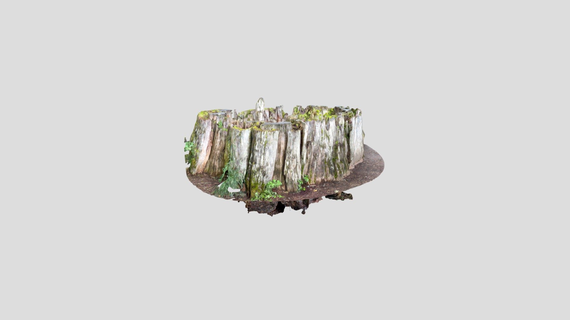 Hollow Recessed Stump PNW Tree - 3D model by MesaInteractive [4025644 ...