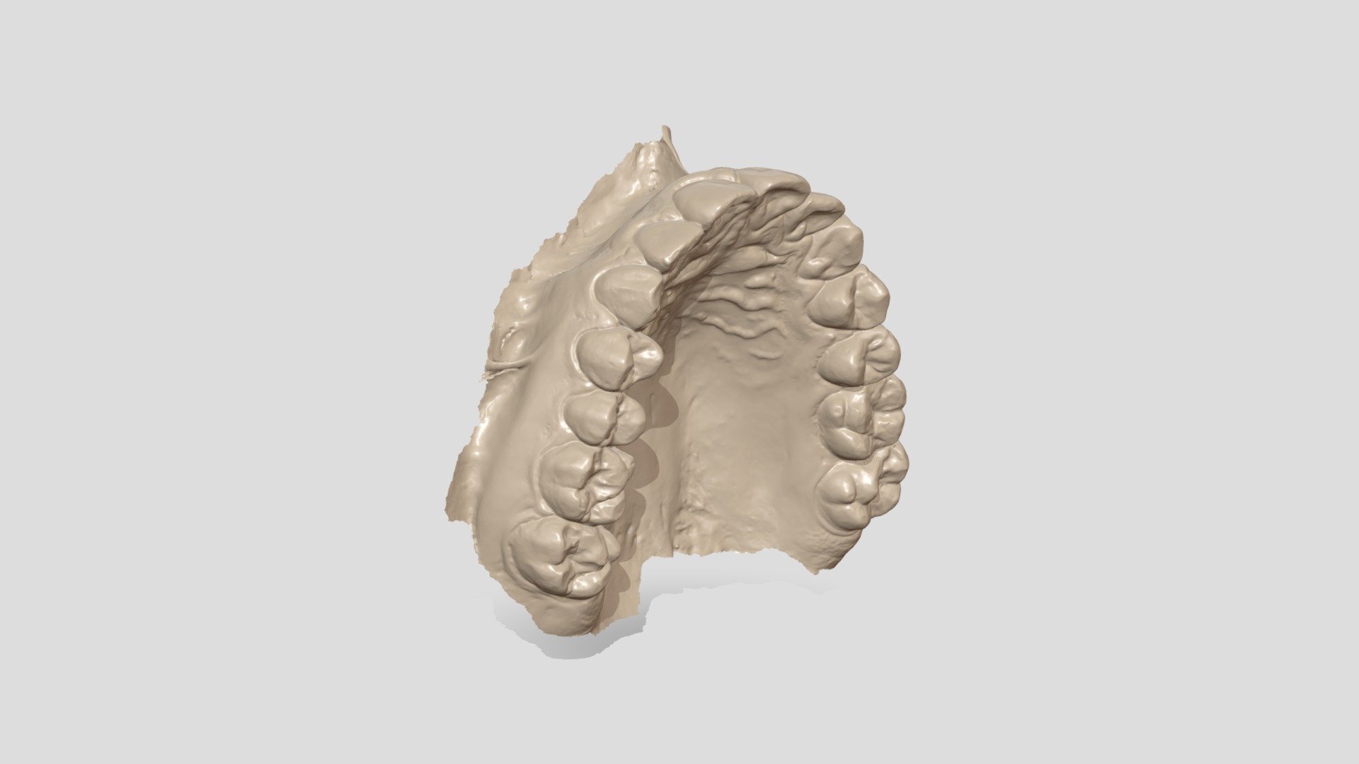Maxilla_Base - 3D model by adalid96radilla [4028363] - Sketchfab