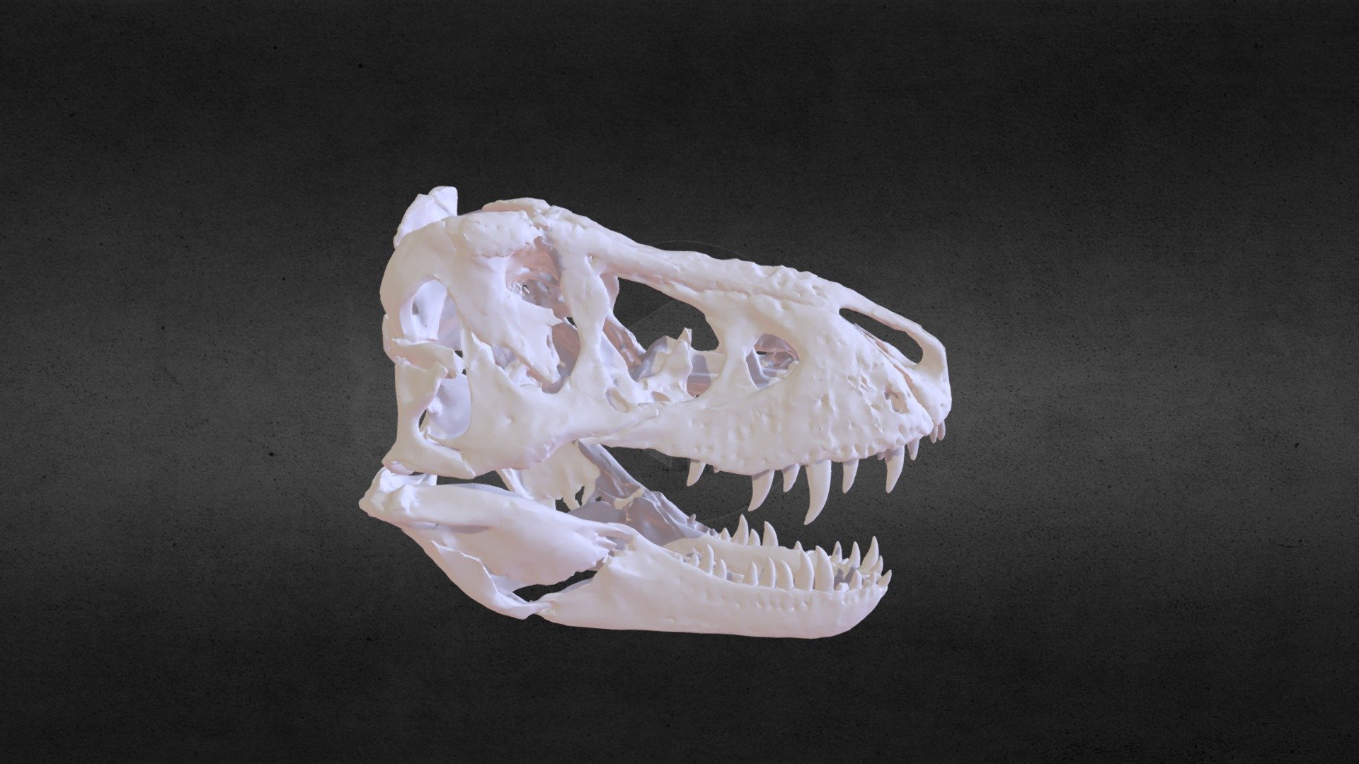 Schedel van T. rex 'Trix' / Skull of T. rex Trix - 3D model by ...