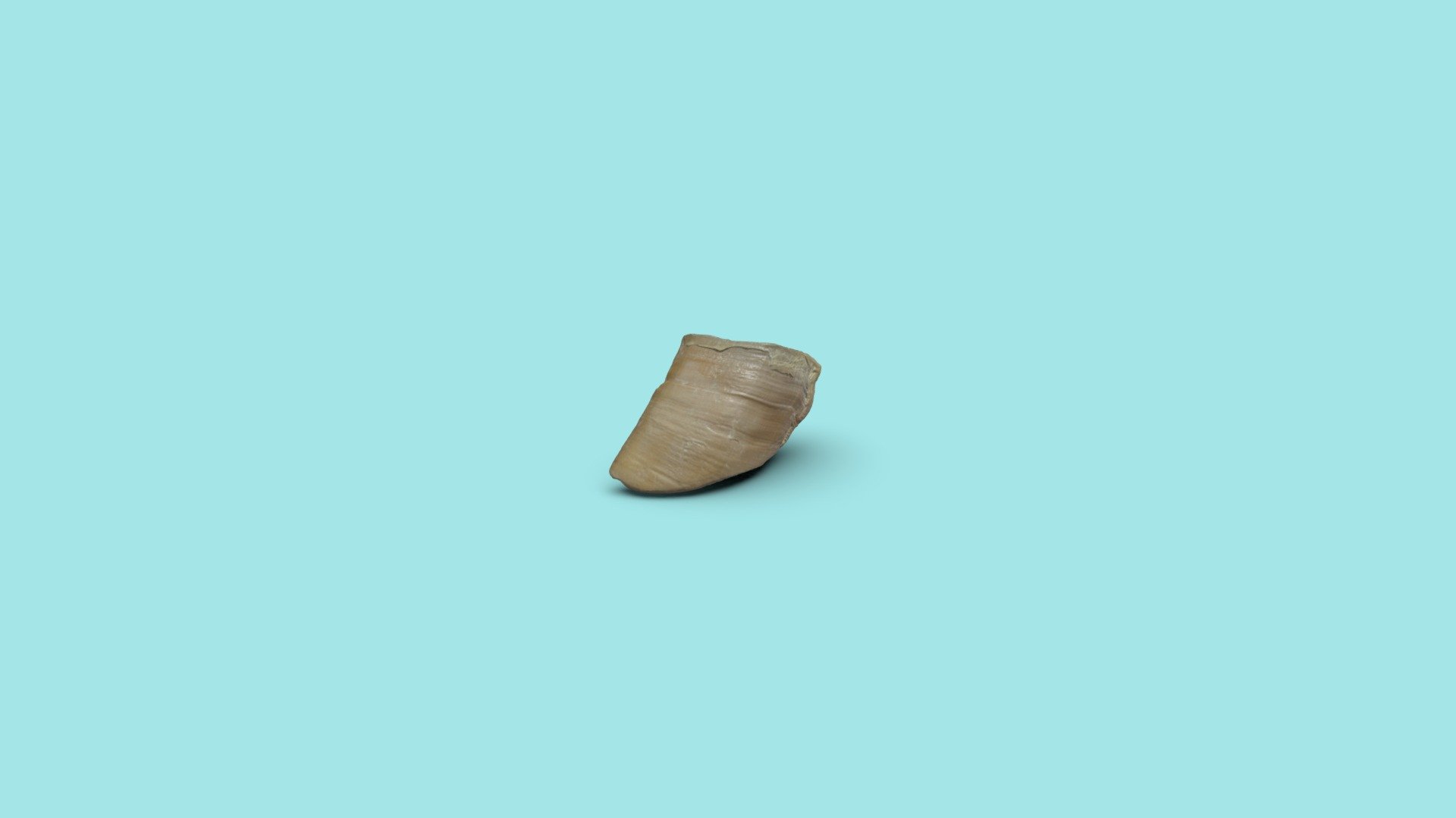 Hornschuh Rind - 3D model by FU Berlin Veterinary Anatomy ...