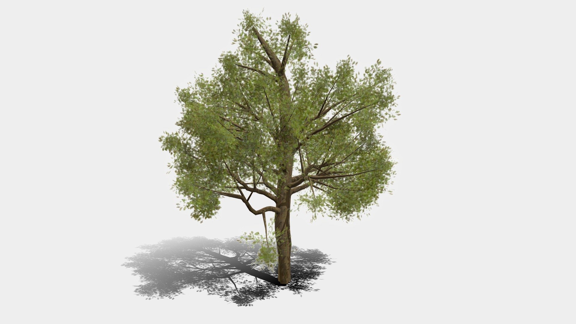 Simple Tree - Buy Royalty Free 3D model by Oniigirii [4035ba1 ...