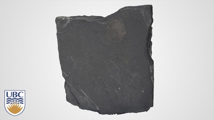 Burgess-shale 3D models - Sketchfab
