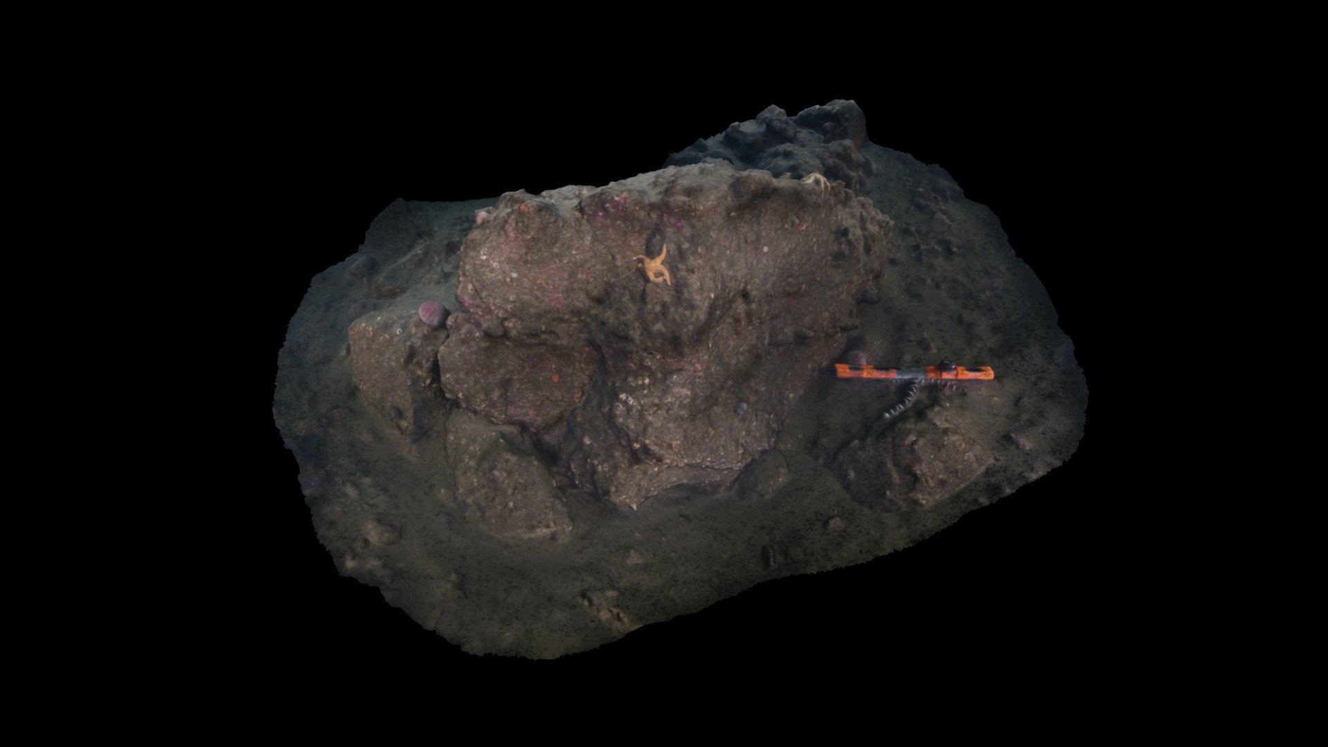 Boulder, Heather Island (Kerrera) - 3D model by Tritonia ...