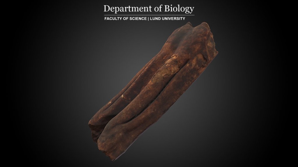 Bones - A 3D model collection by 3D Lab - Department of Biology - Lund ...