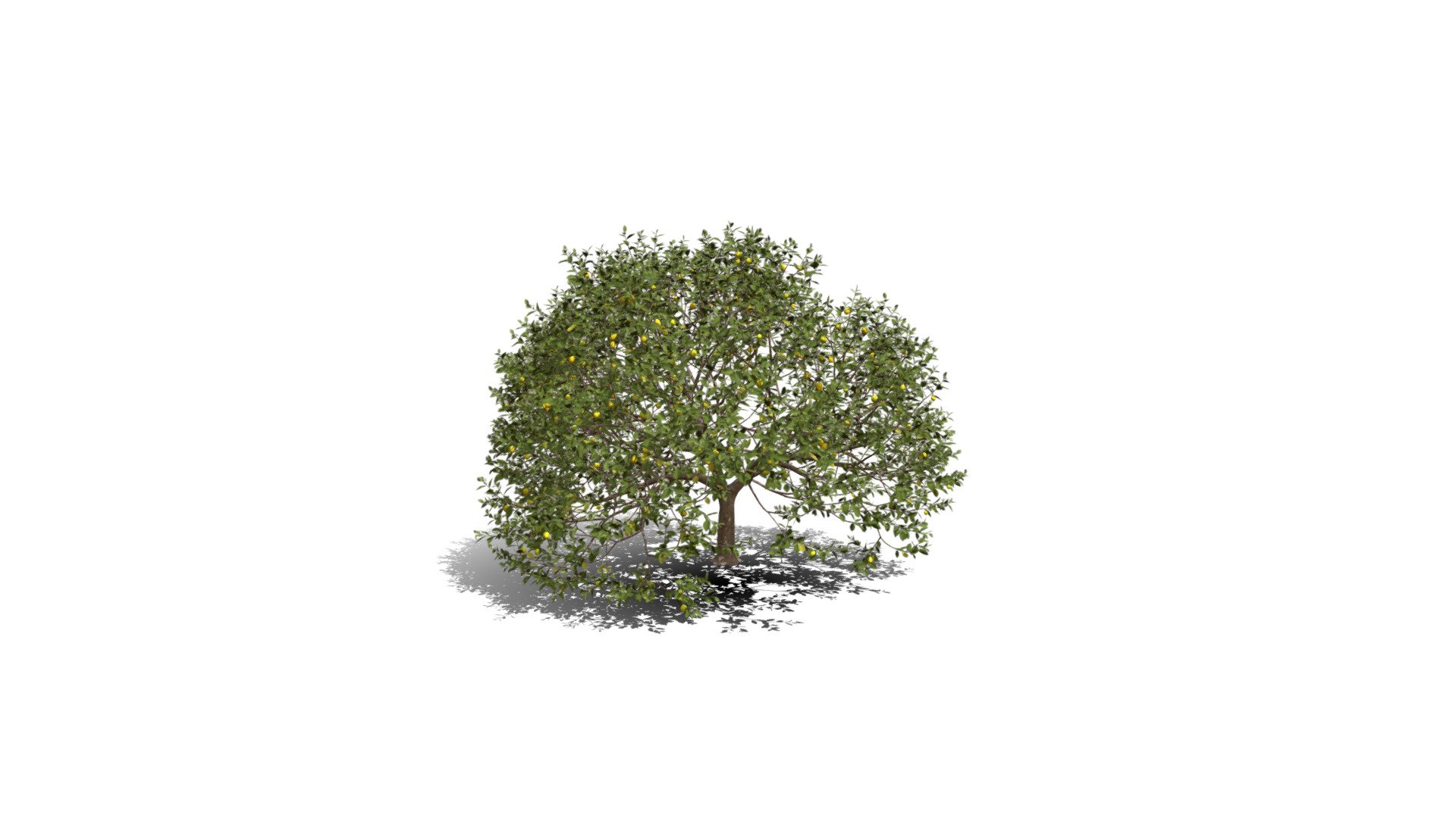 Realistic HD Lemon tree (10/30) - Download Free 3D model by ...