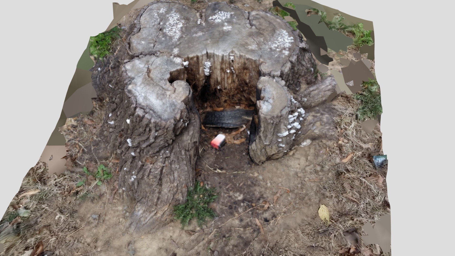 Photoscanned Hollow Tree Stump - Download Free 3D model by CLLFTVTV ...