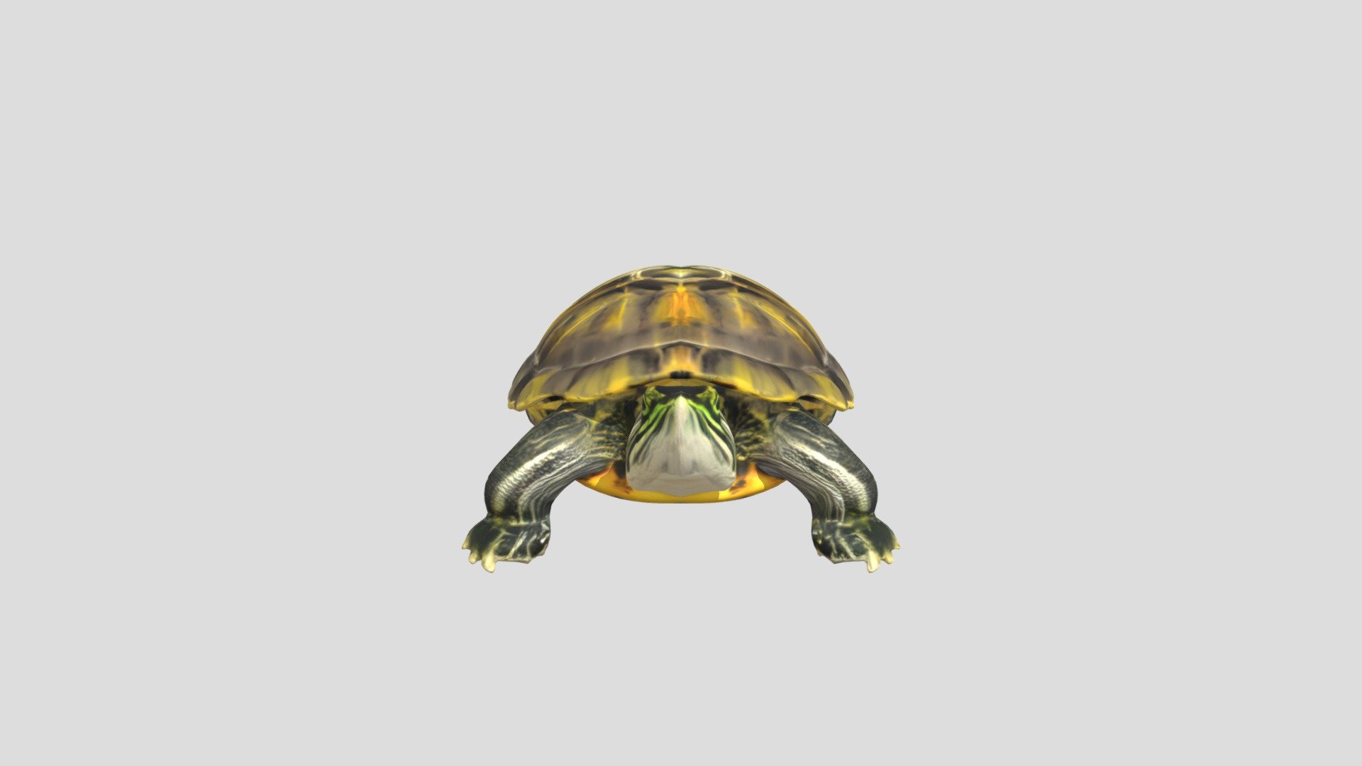 Turtle brown&green - Download Free 3D model by ricardolduarte [4056eb6 ...