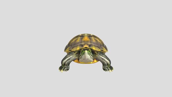 Turtle 3D models - Sketchfab