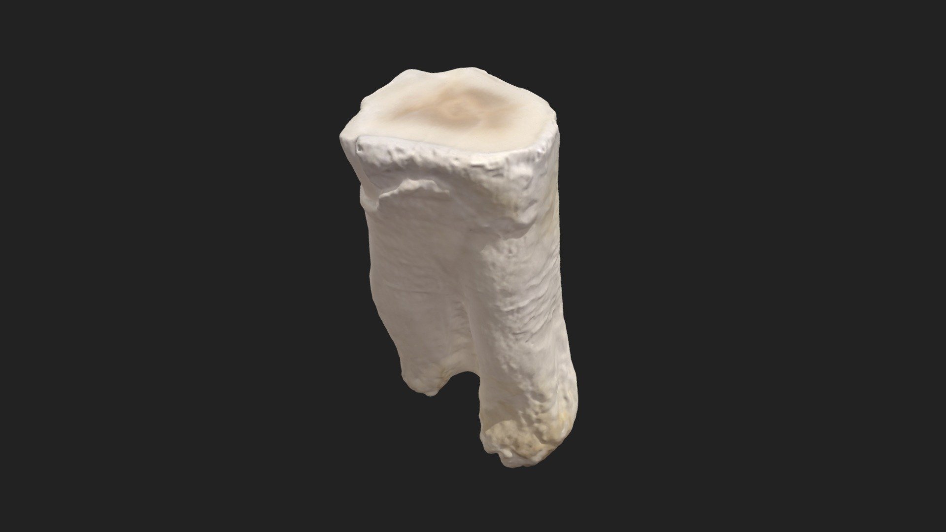 1st cheek tooth (2nd premolar) sheep (lower jaw) - Download Free 3D ...