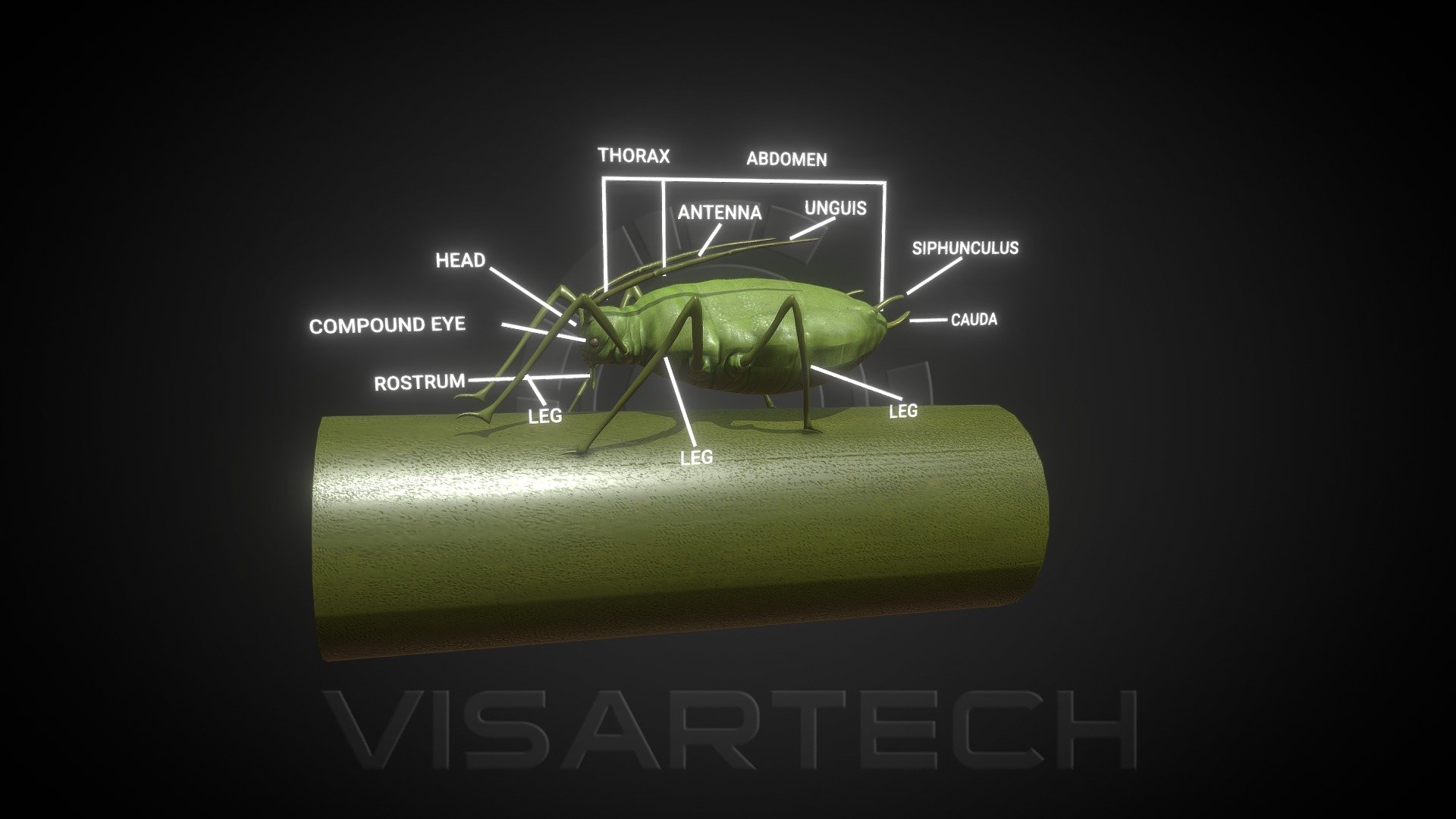 Aphid - 3D model by Visartech [405890e] - Sketchfab