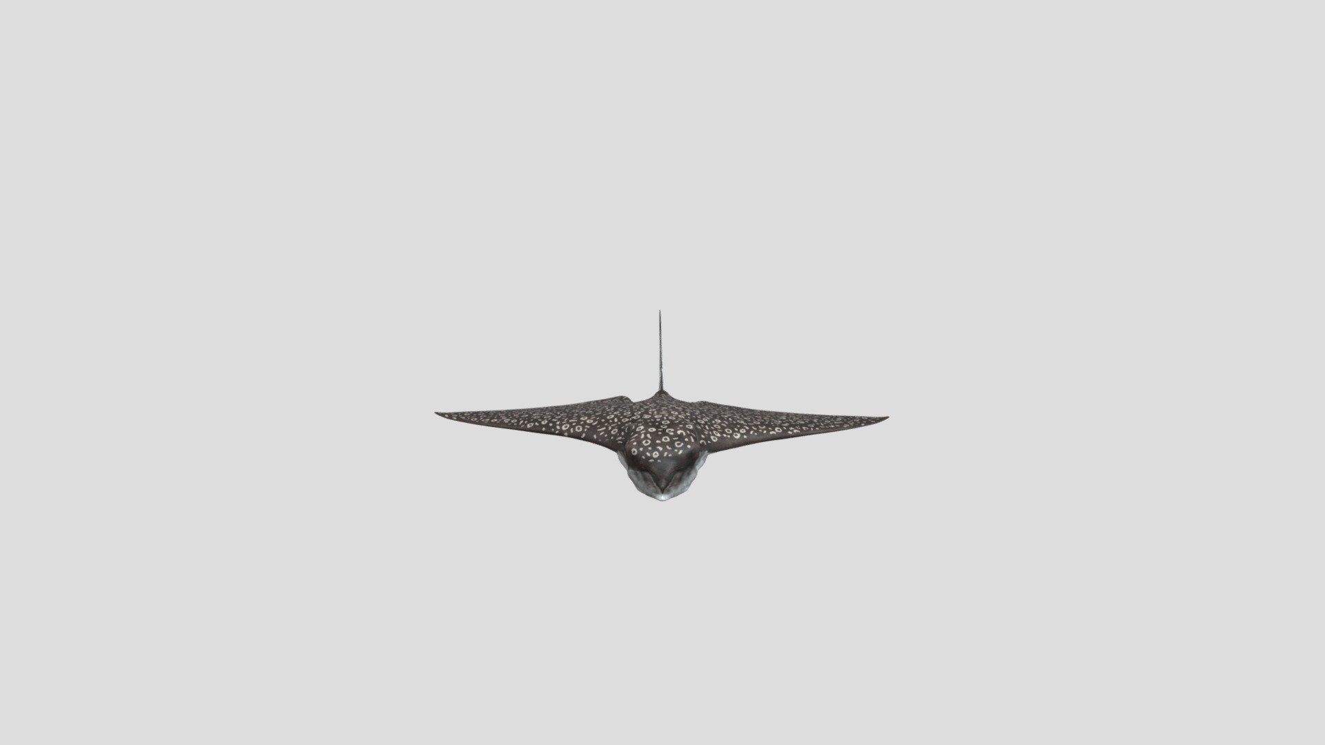 Eagle_Ray_fbx - Download Free 3D model by SAVIA_Colombia (@Minambiente ...