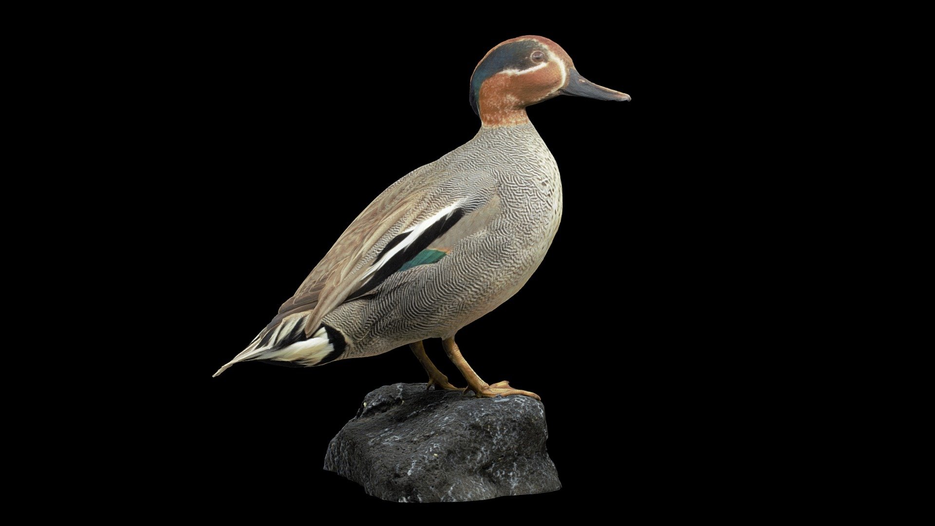 Common teal Bird - 3D model by 3dpotsm [405f109] - Sketchfab