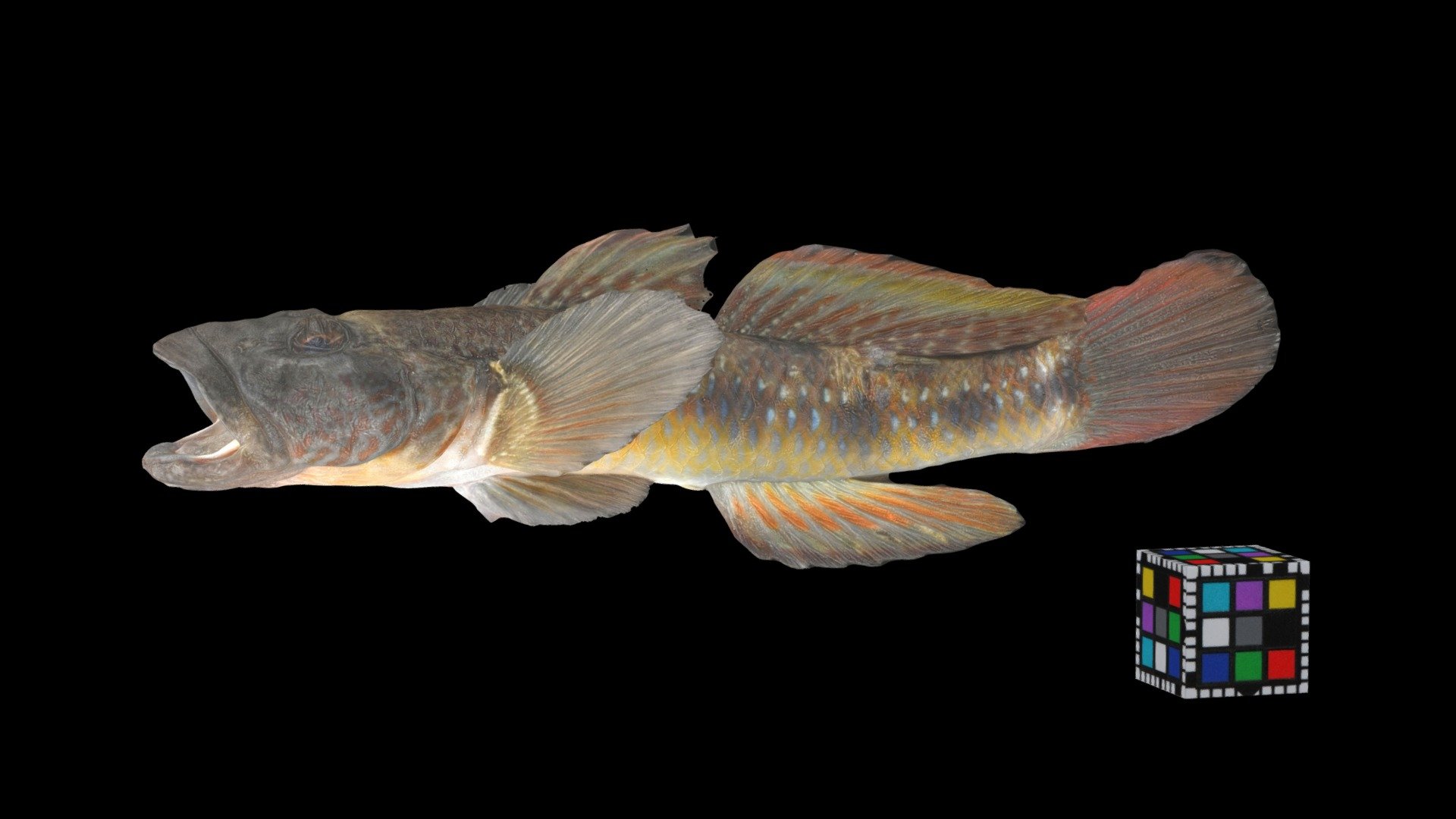 ゴクラクハゼ Barcheek Goby, Rhinogobius giurinus - Download Free 3D model by ...