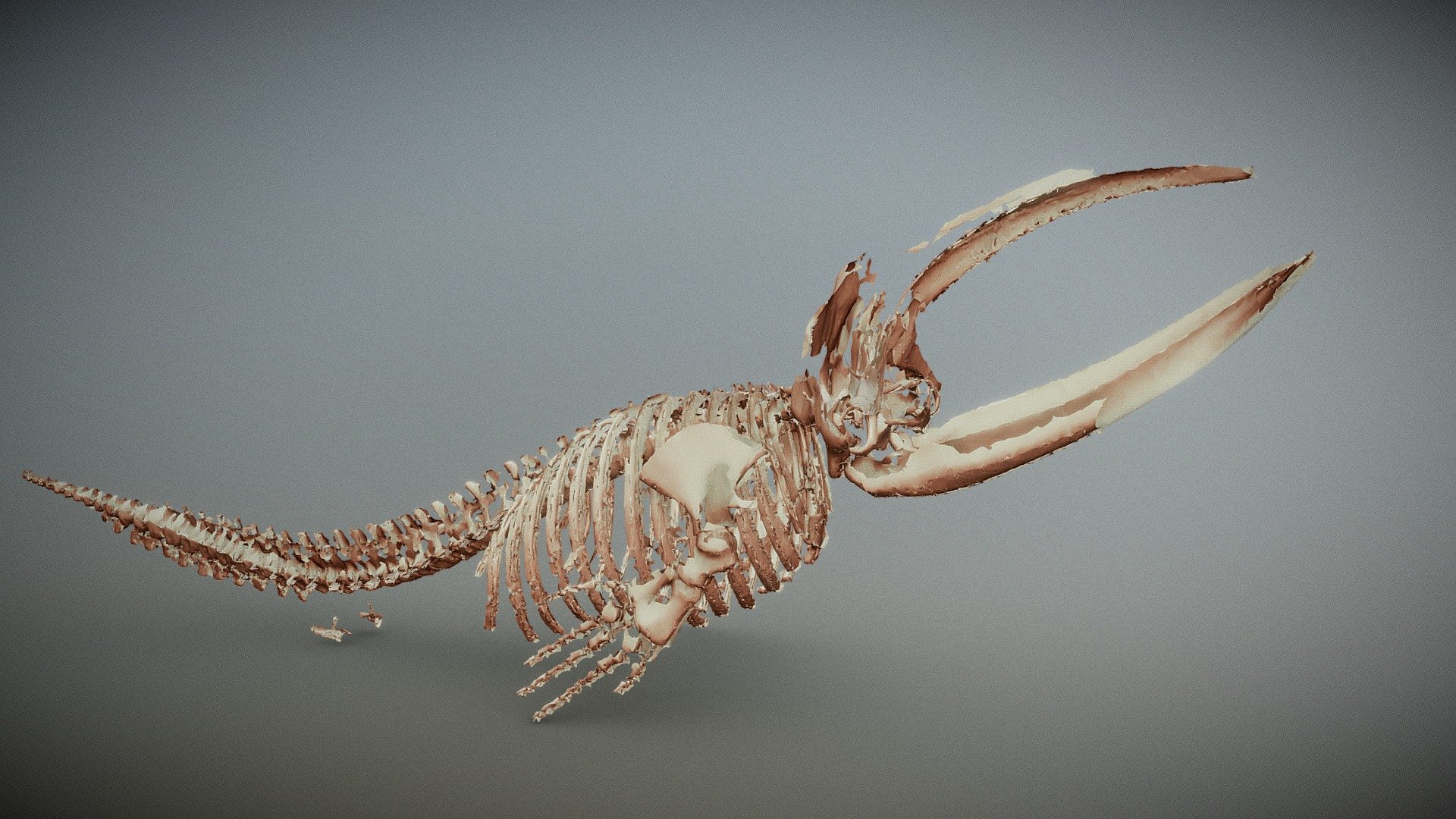Esqueleto de Ballena Franca - Download Free 3D model by EASO ...