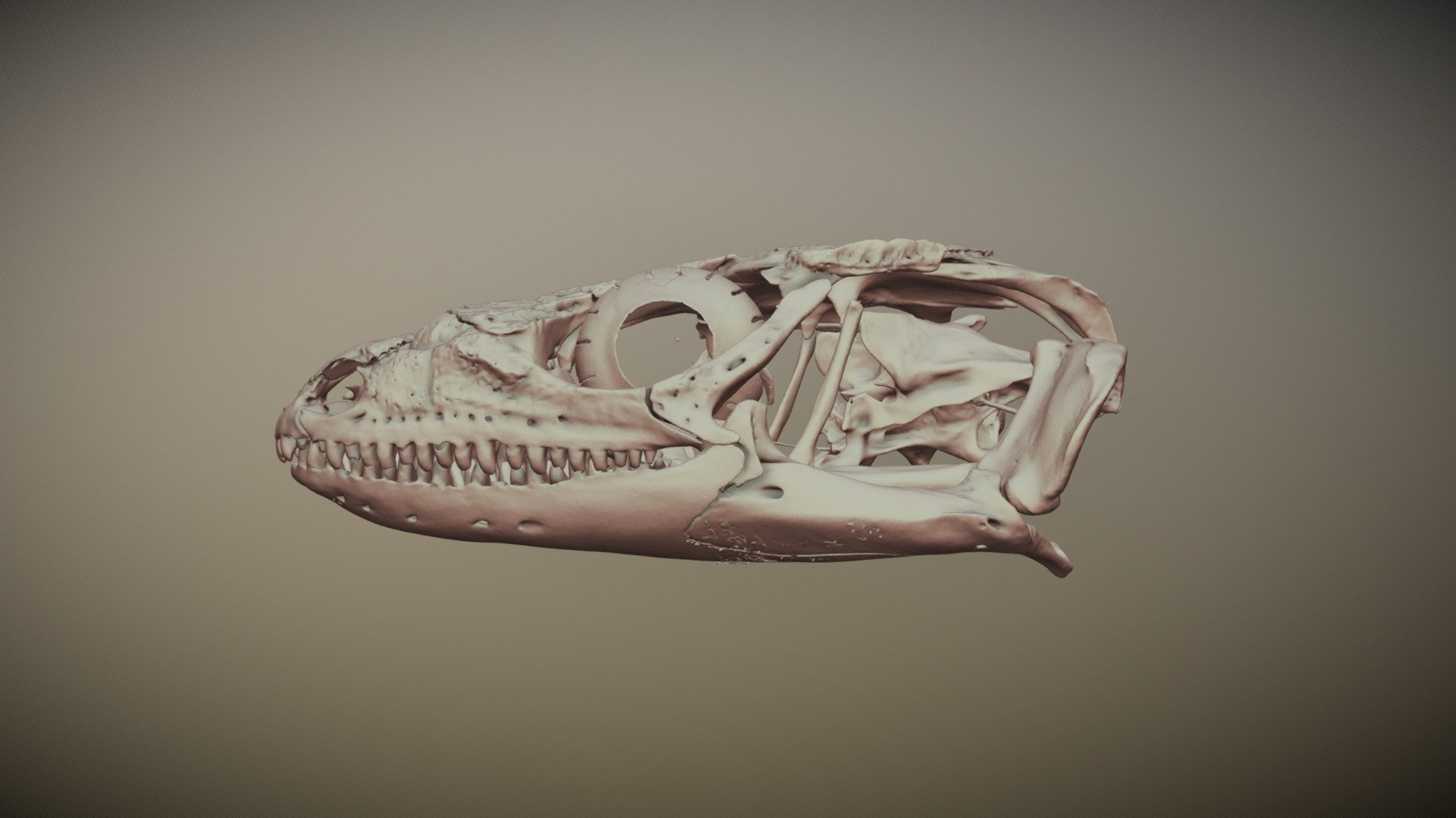 Smaug Vandami AMB8193 Skull - 3D model by Blackburn Lab (@ufherps ...
