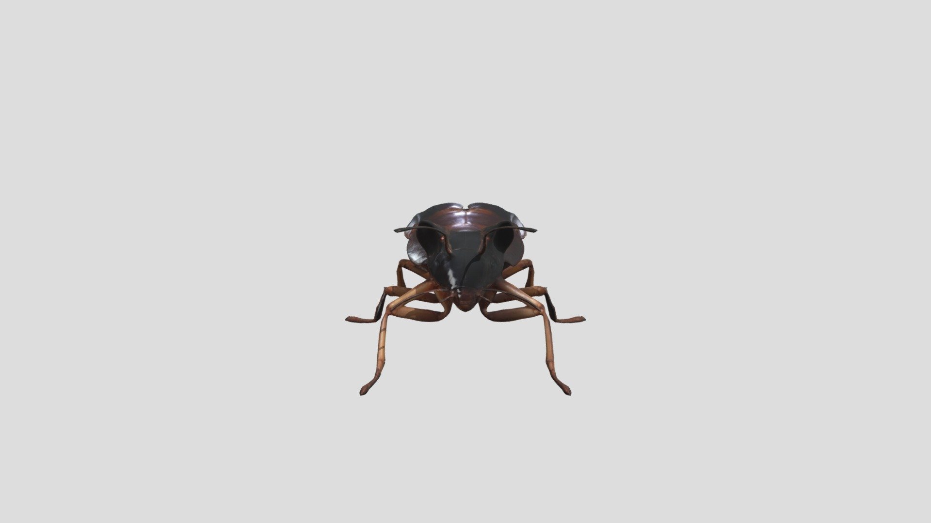 Cat_ Cockroach_ Hybrid__0210105933_texture_fbx - 3D model by ...