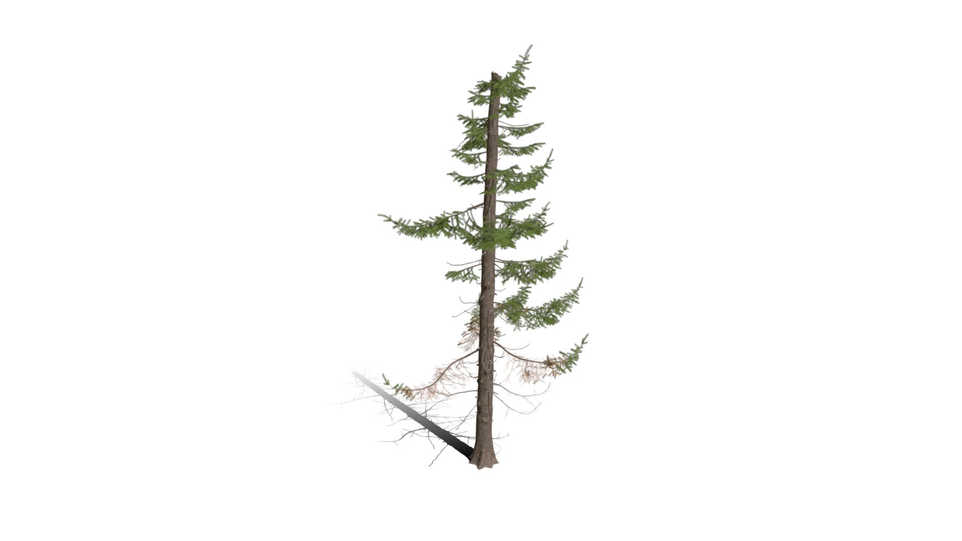 Realistic HD Norway spruce (41/43) - Download Free 3D model by ...