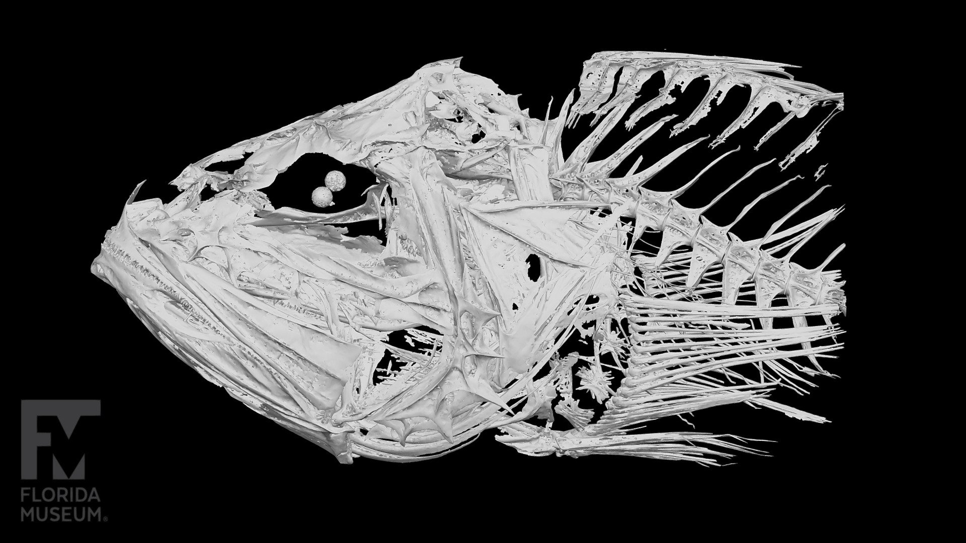 Fuzzy Scad CT Scan, Setarchidae - 3D model by FloridaMuseum [4074c26 ...