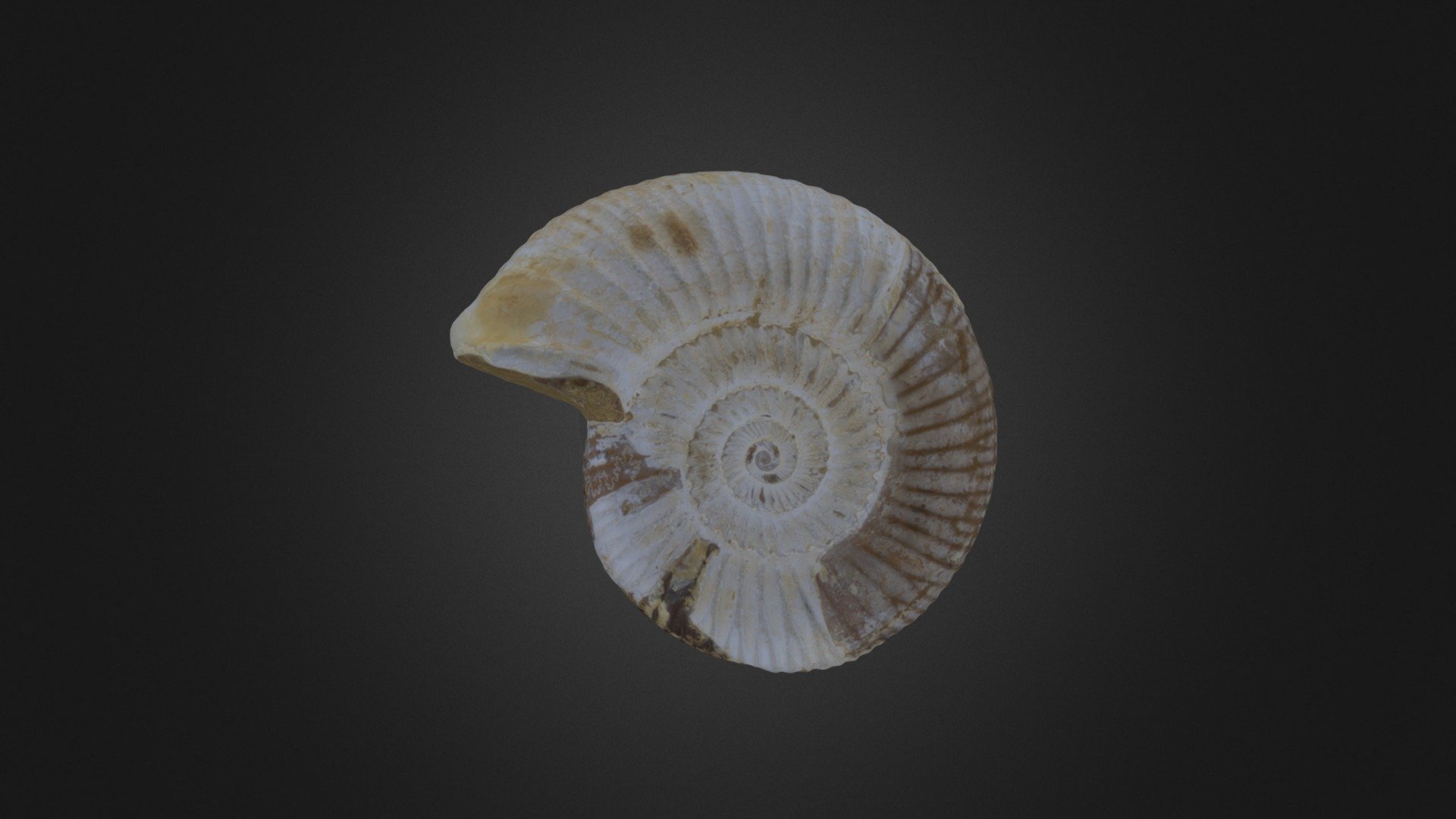 Ammonite - Download Free 3D model by amotoma [407e488] - Sketchfab