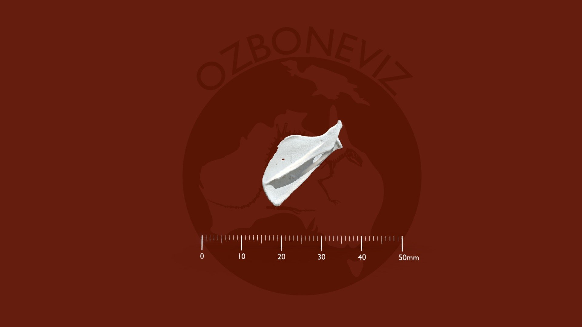 New Guinean quoll scapula - 3D model by Ozboneviz [4080f77] - Sketchfab