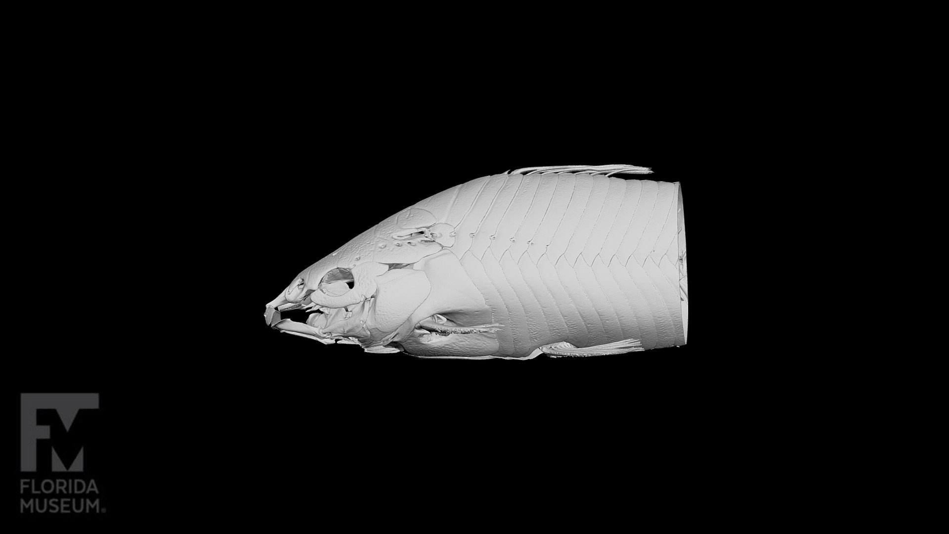 Brown Hoplo - 3D model by FloridaMuseum [4081958] - Sketchfab