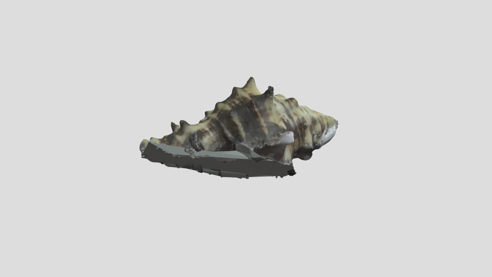 Shell_image - 3D model by kateandnina5eva [408c1cd] - Sketchfab