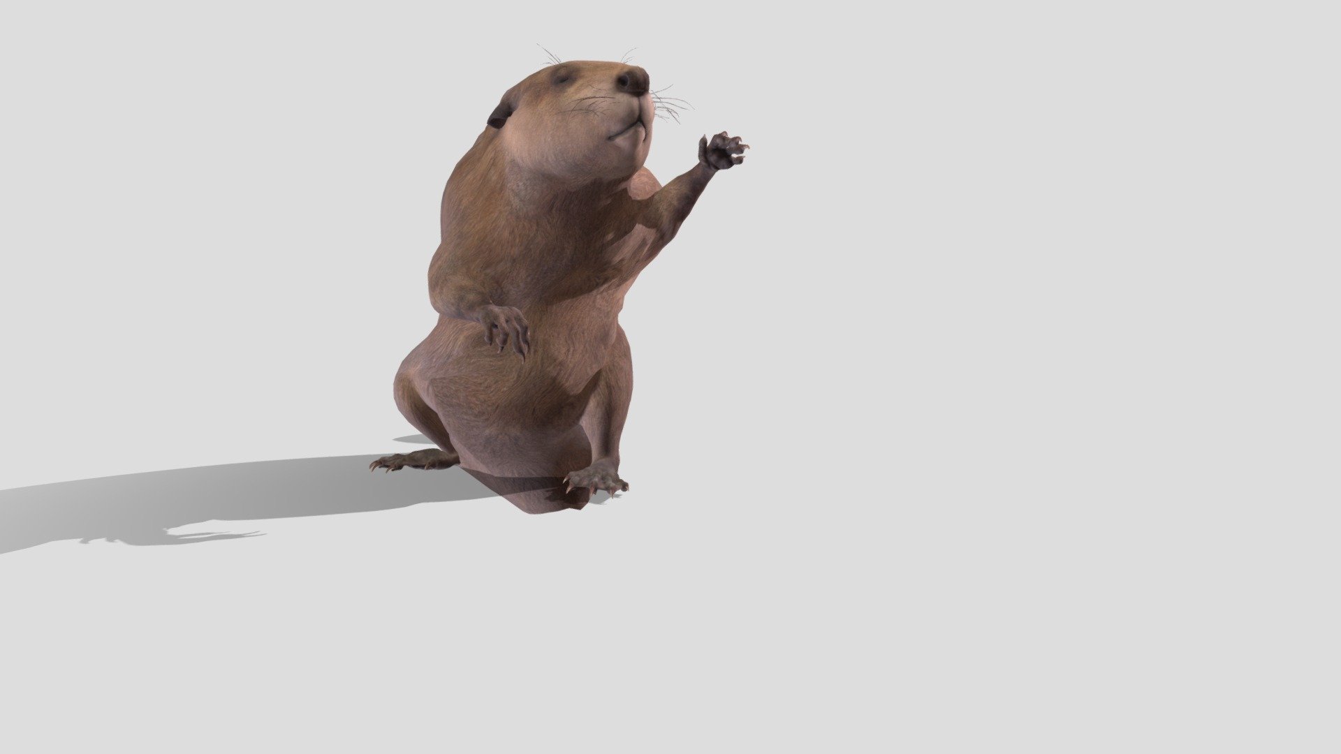Beaver from COTW game - Download Free 3D model by Game-animal ripper ...