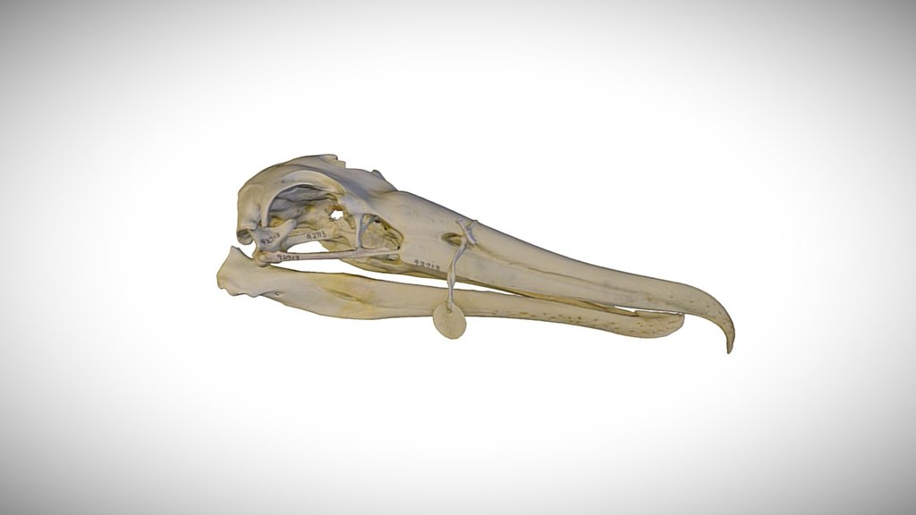 Waved albatross / CAS:ORN:92713 - 3D model by California Academy of ...