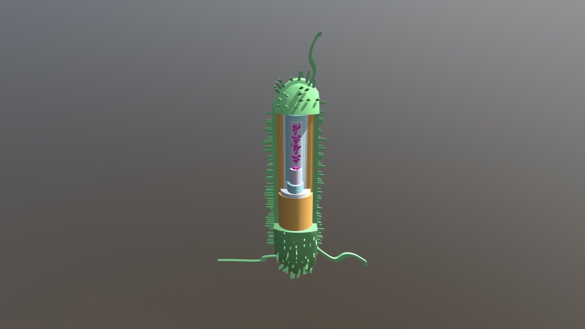 Escherichia coli - 3D model by rutcaroline [409121f] - Sketchfab