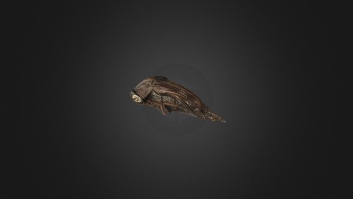 Pollinator 3D models - Sketchfab