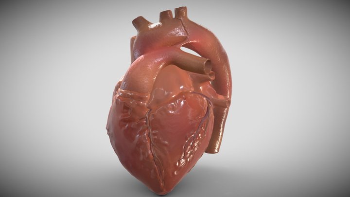Heart 3D models - Sketchfab