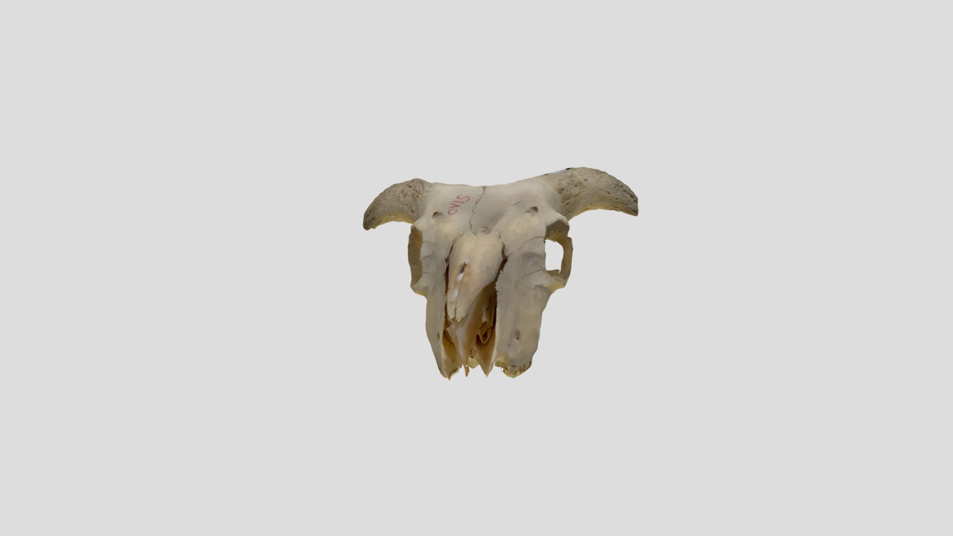 Ovis skull - 3D model by Tomorrow Never Knows (@Tomorrow-Never-Knows ...