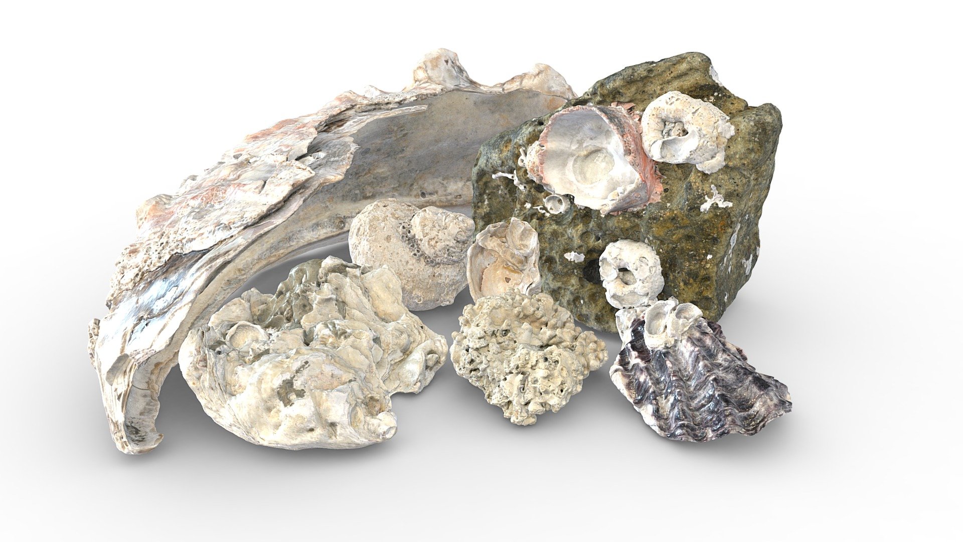 Shells sample (3D scan) - 3D model by 3D scan studio "iris" (@ss-iris ...