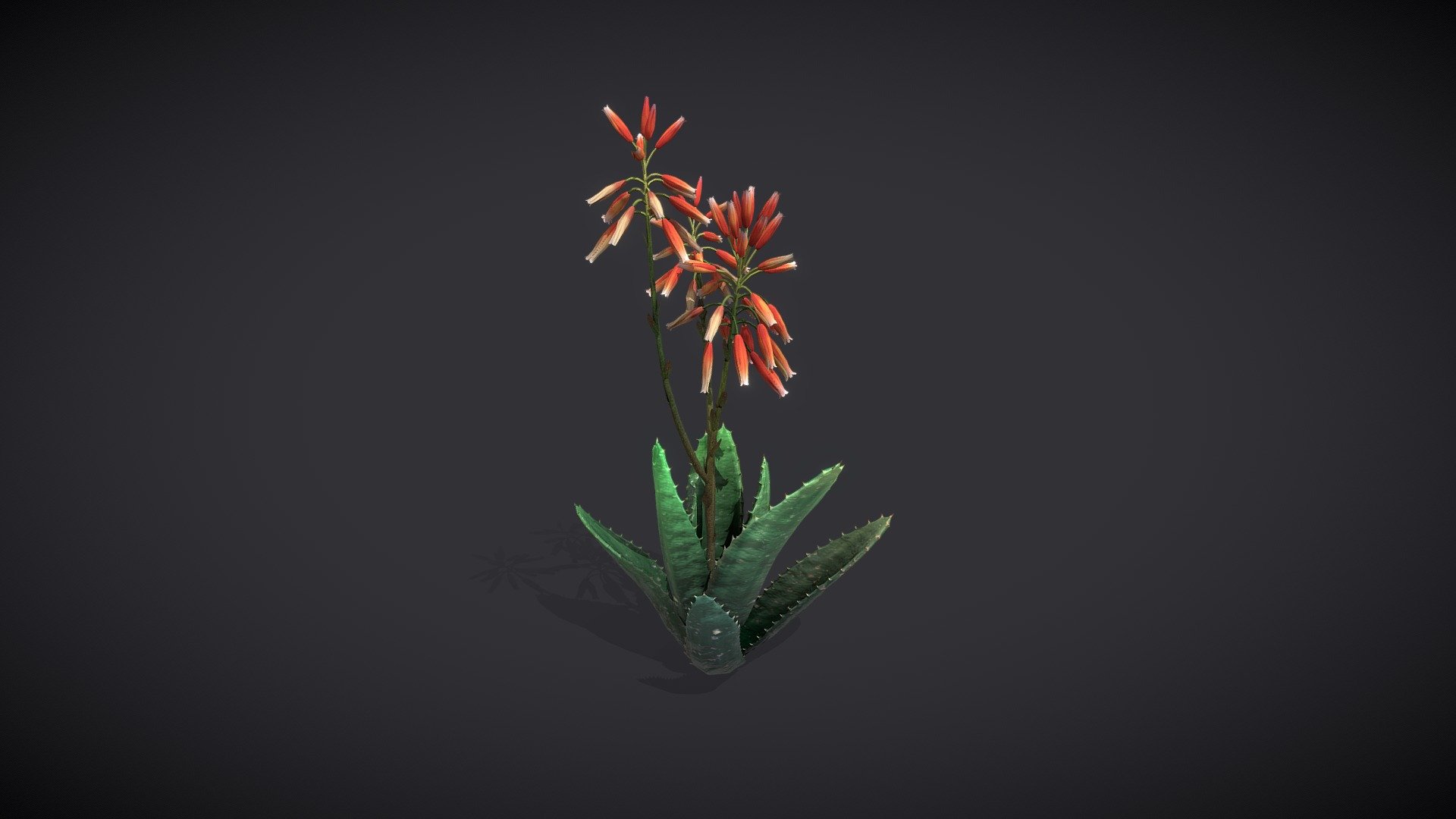Orange Aloe Vera Plant - Buy Royalty Free 3D model by StellarX [40a8969] - Sketchfab Store