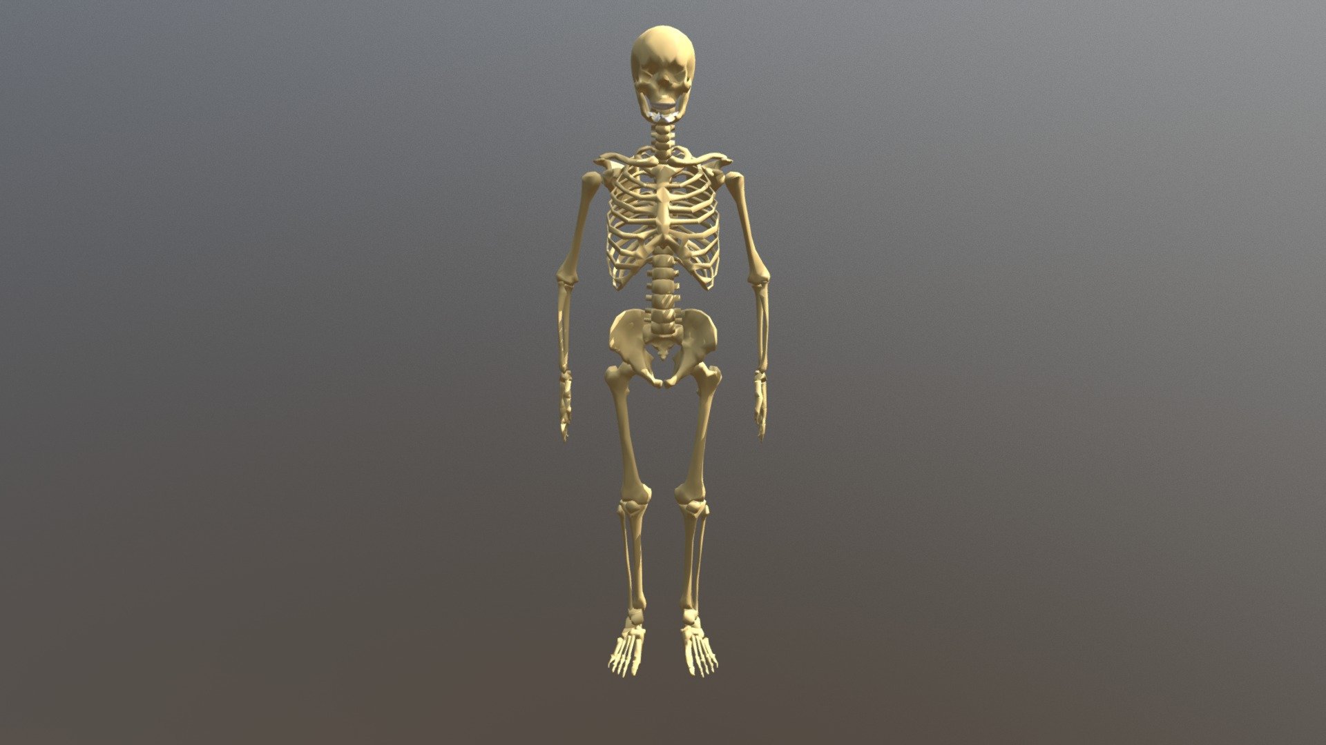 Skeleti/Skeleton - 3D model by toplica [40ad9c6] - Sketchfab