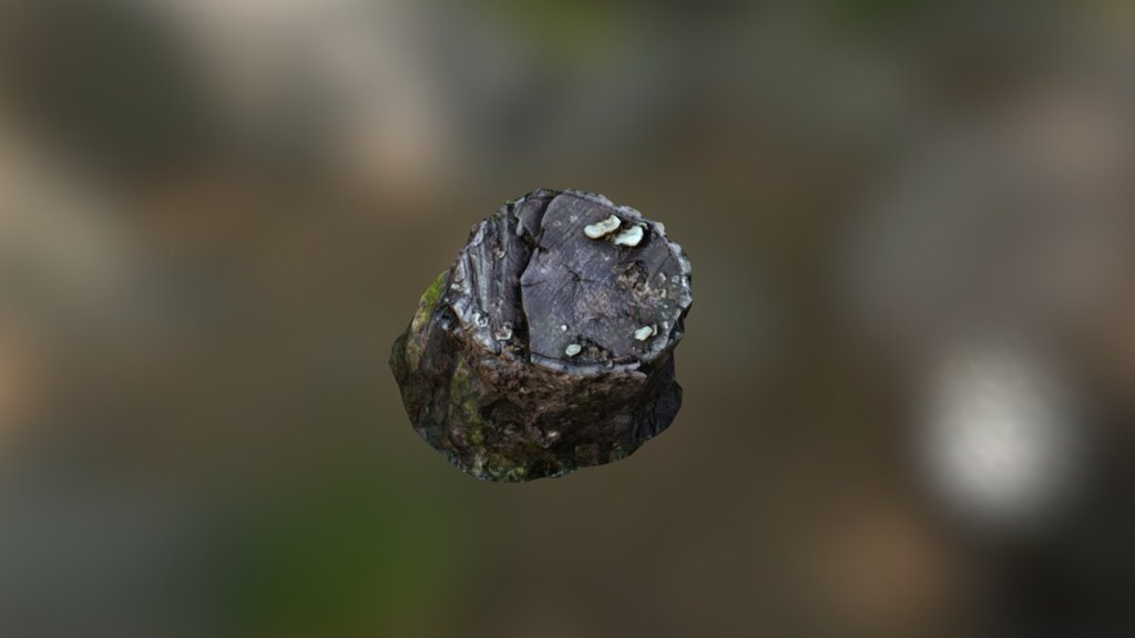 Stamp Birch A - 3D model by denkain [40ae86f] - Sketchfab