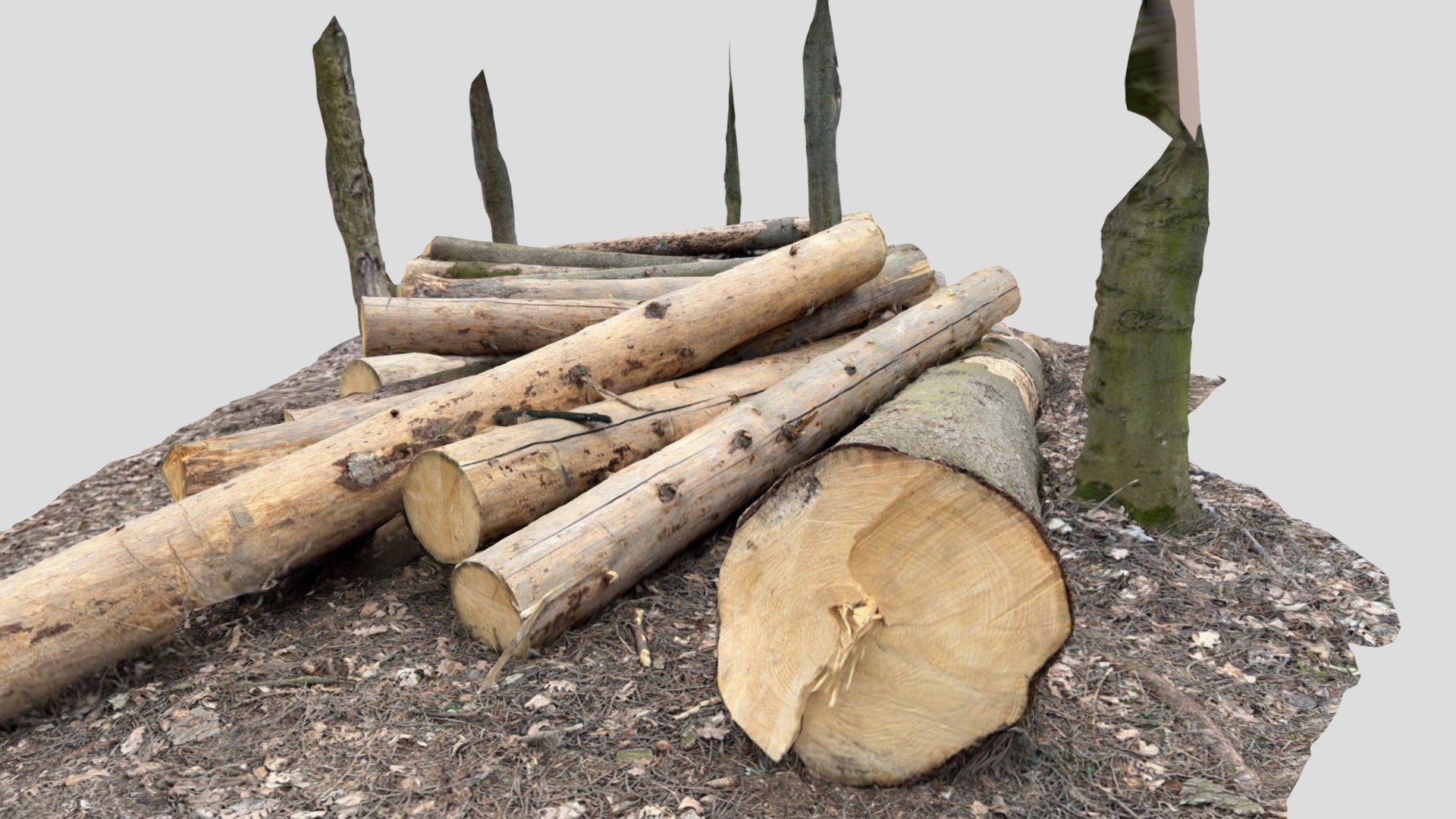 Fir/spruce logs - Download Free 3D model by ScanMe [40b22fa] - Sketchfab