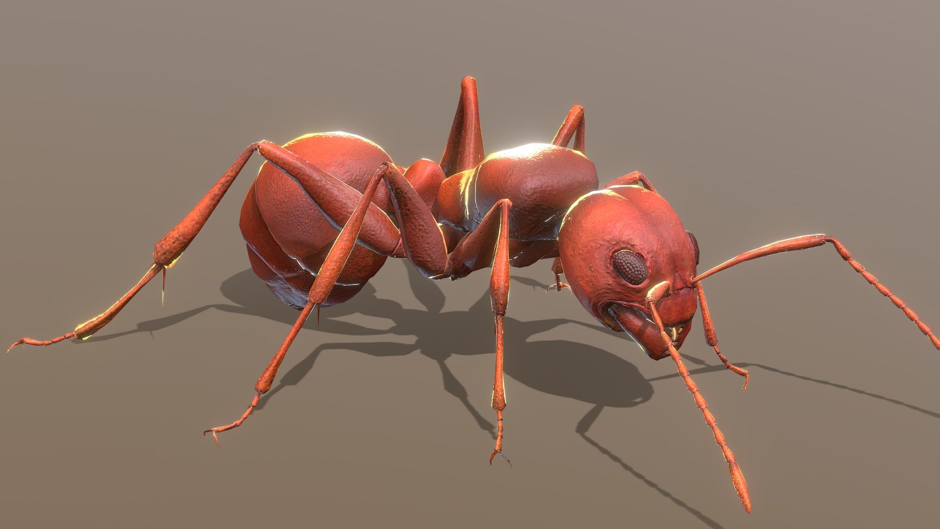 Ant Animated - 3D model by monstermod [40b2b21] - Sketchfab