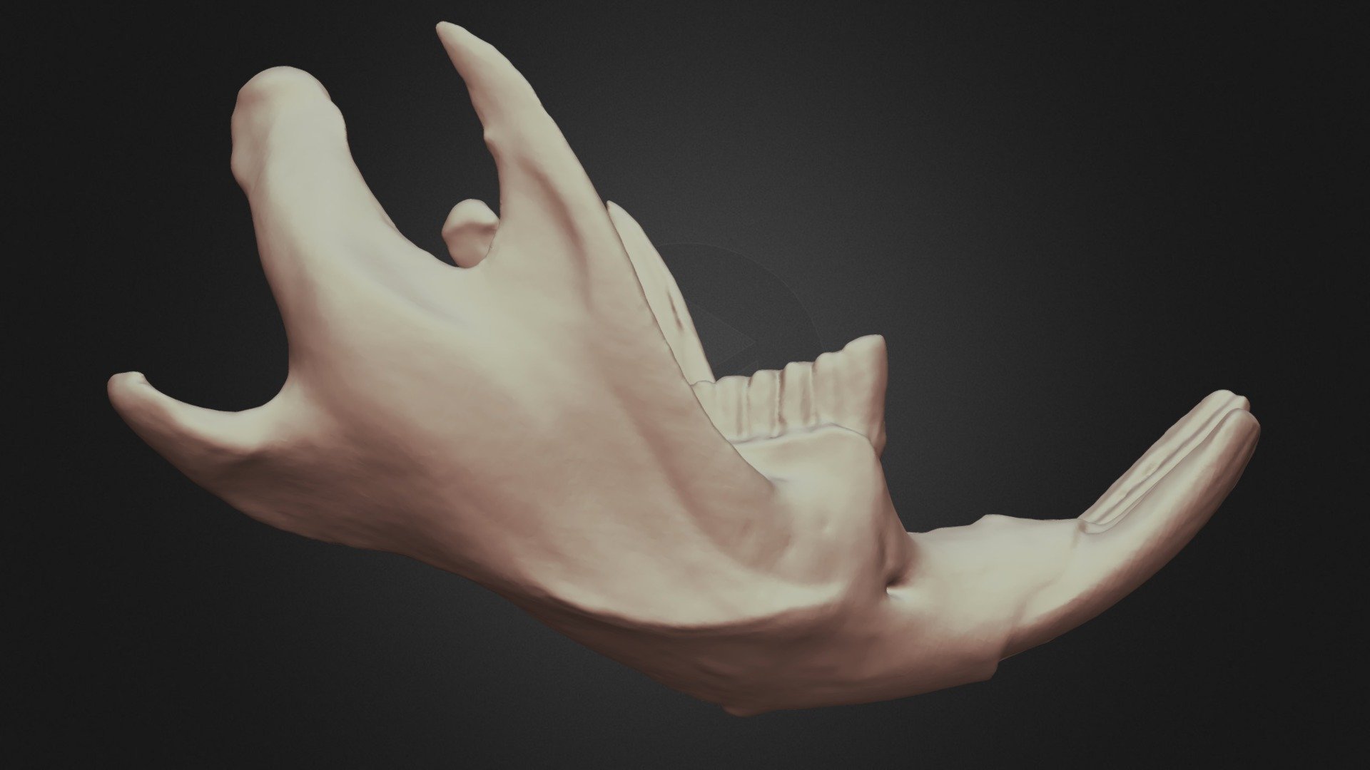 Ondatra zibethicus (Muskrat) Mandible - 3D model by Lakehead ...