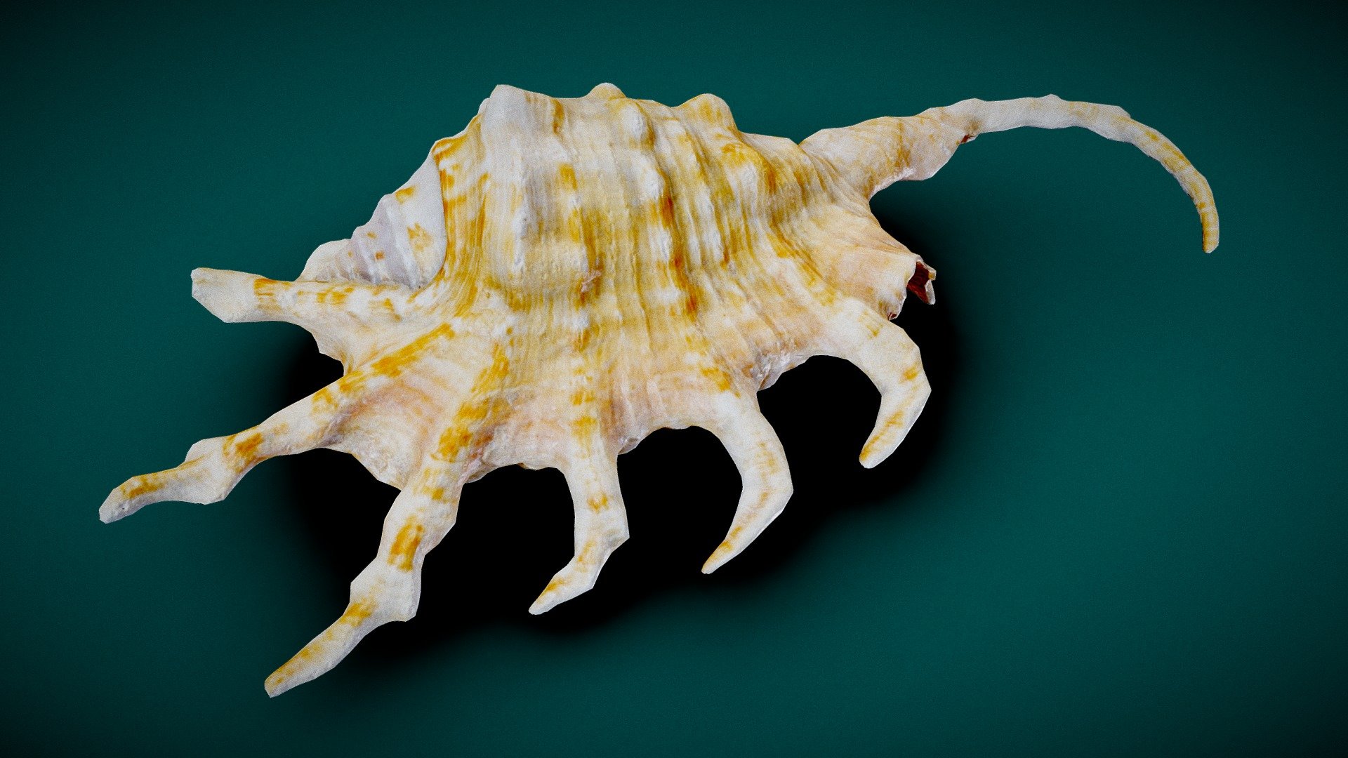 Tail Shell - Buy Royalty Free 3D model by Polygonal Miniatures ...