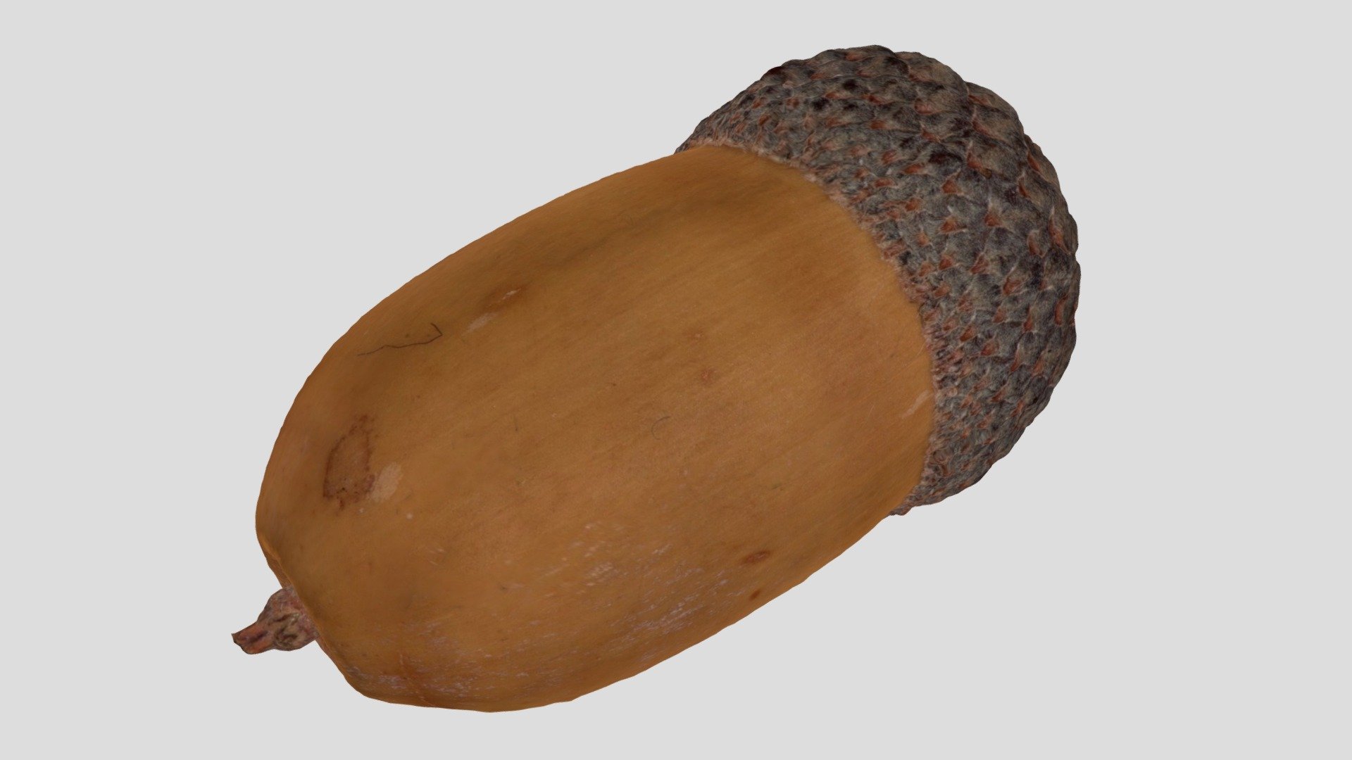 Acorn - Buy Royalty Free 3D model by blackfirefilms [40c82db ...