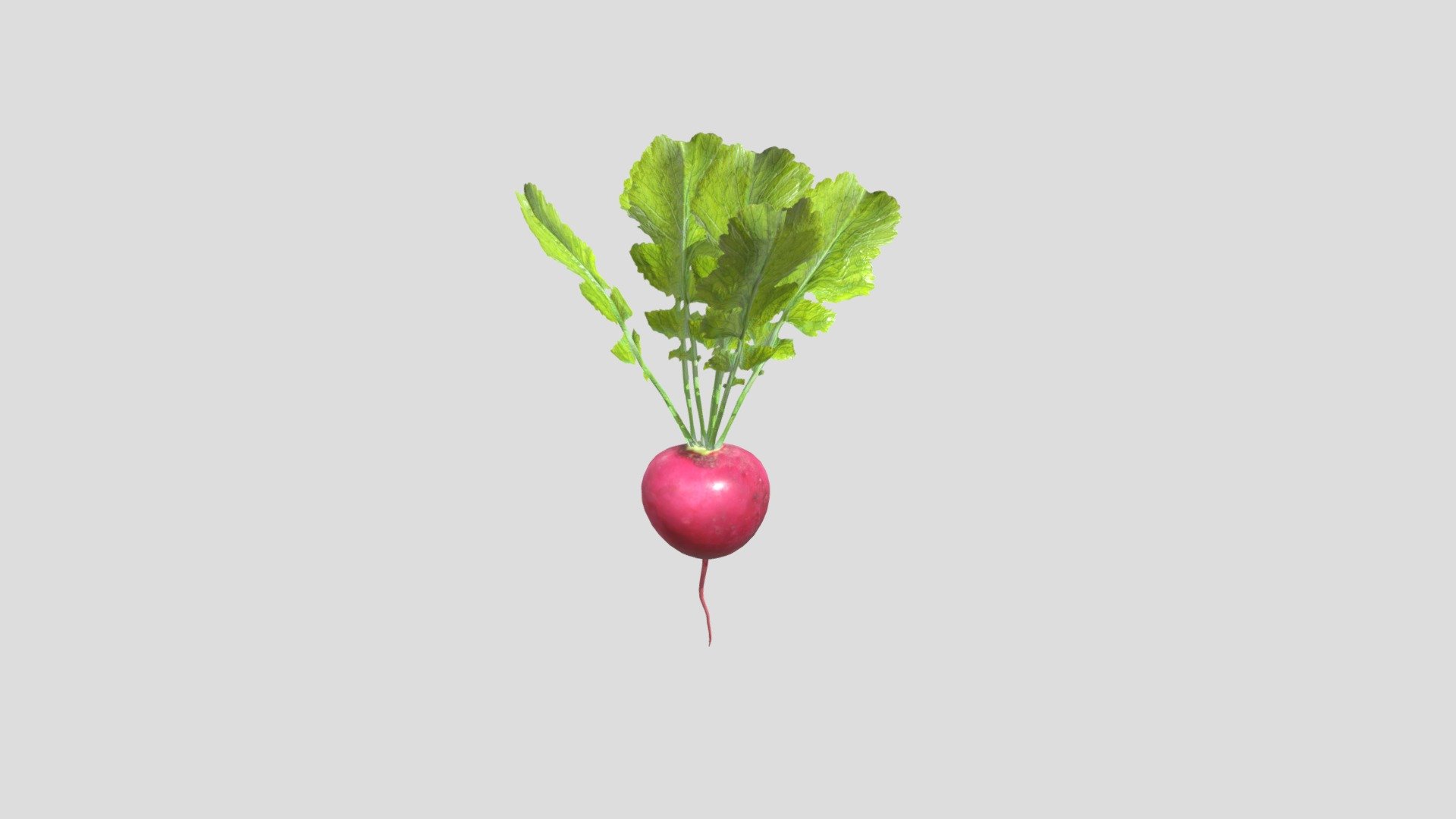 Radish(Rabano) - Buy Royalty Free 3D model by 3dlowpoly [40dc20f ...
