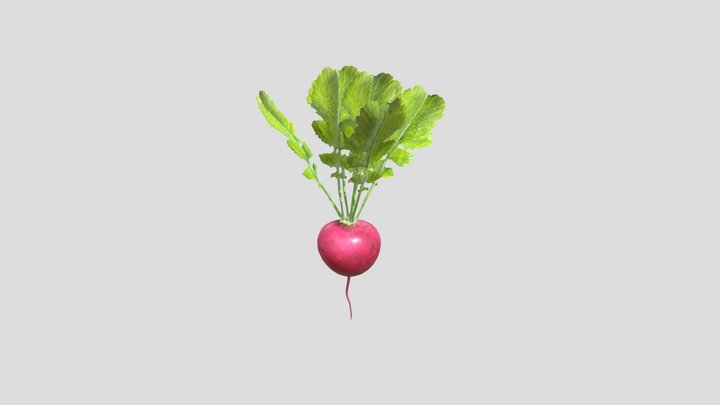 Radish 3D models - Sketchfab