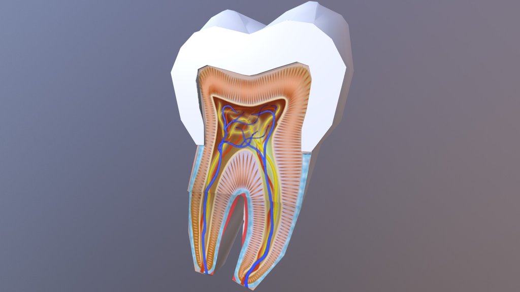 dental - A 3D model collection by Hurrell - Sketchfab