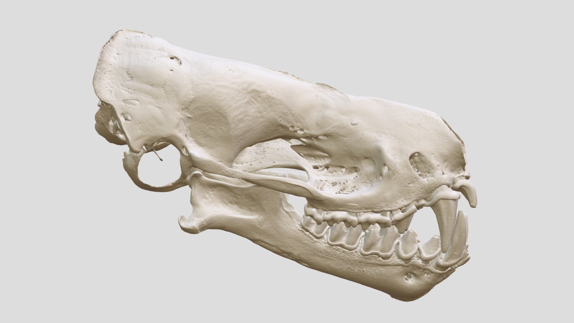 Eumops perotis (MSB:Mamm:27396) - 3D model by Biodiversity [40e2653 ...