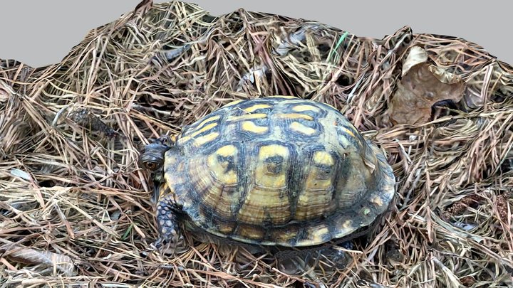 Box-turtle 3D models - Sketchfab
