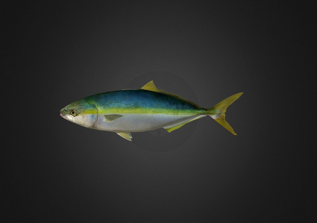 fish - A 3D model collection by pikaia (@pikaia2) - Sketchfab