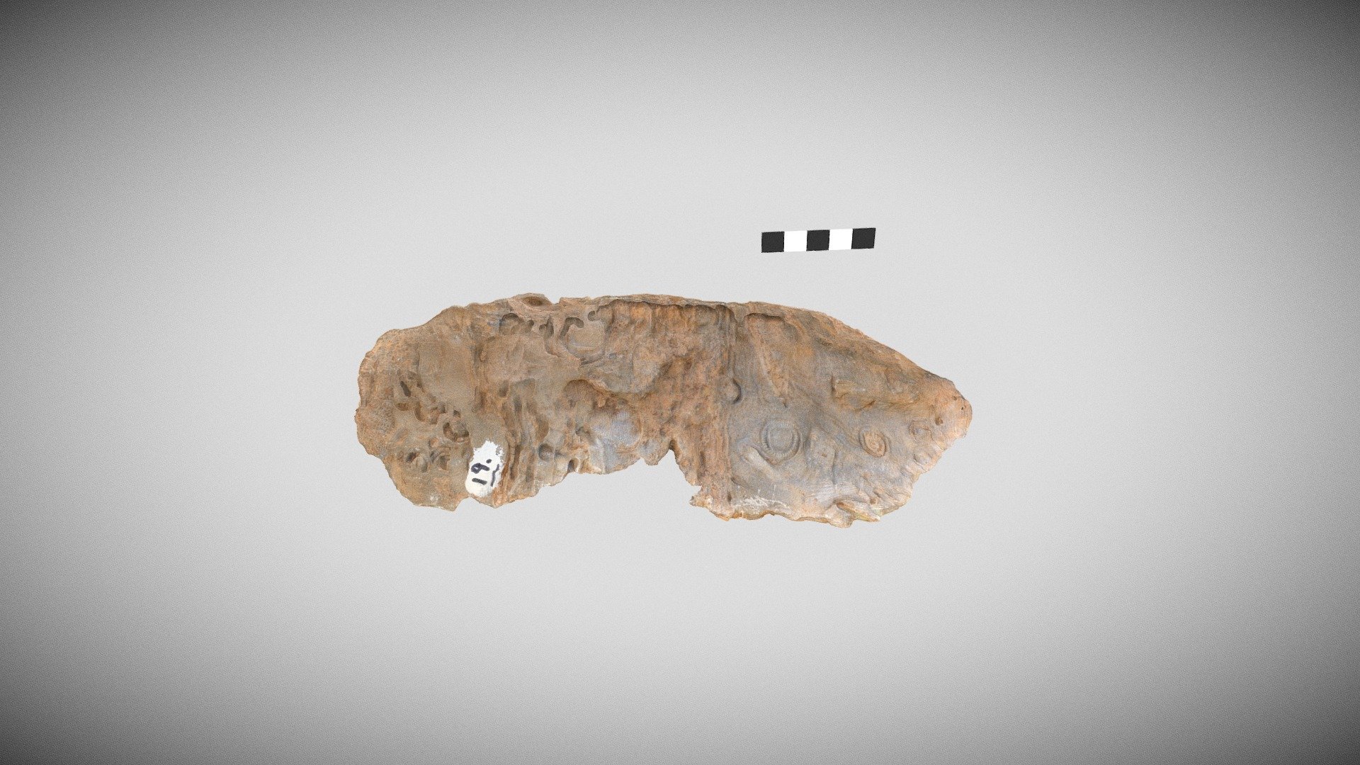 Archaeocyaths - Download Free 3D model by UQ School of Earth and ...