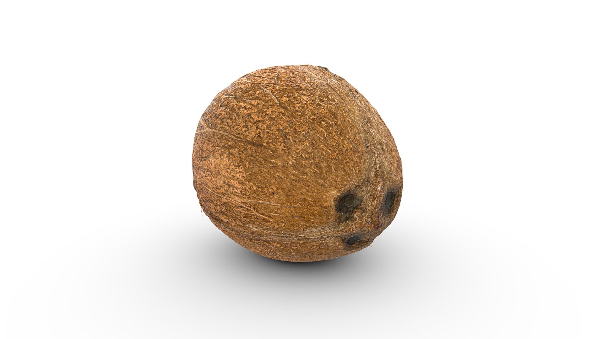 Coconut - 3D model by RawCatalog.com (@rawcatalog) [40f8494] - Sketchfab